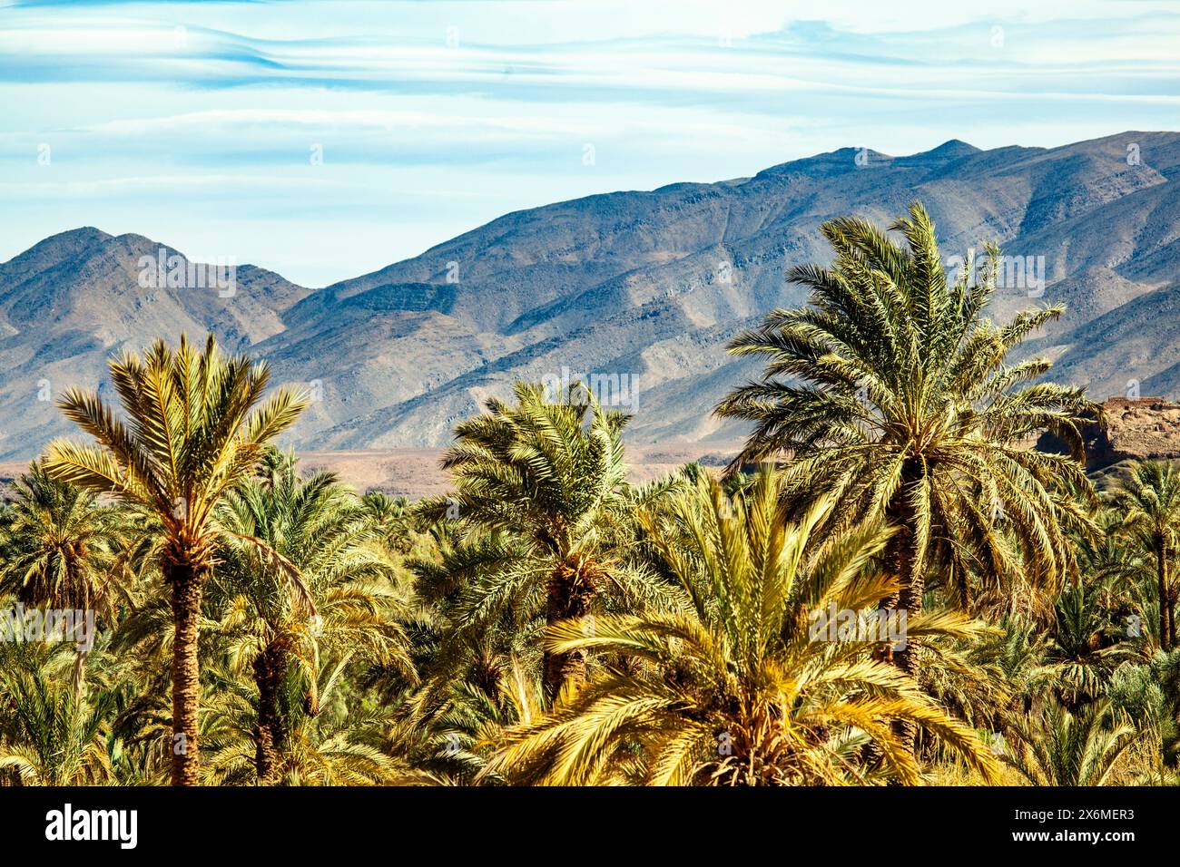 Morocco, date palm trees in front of mountains Stock Photo - Alamy