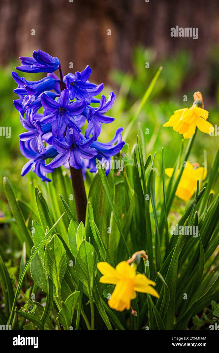 The blue flowers of the garden hyacinth (Hyacinthus orientalis) bloom ...