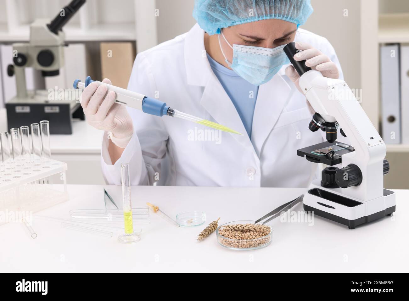 Quality control. Food inspector examining wheat grain under microscope ...