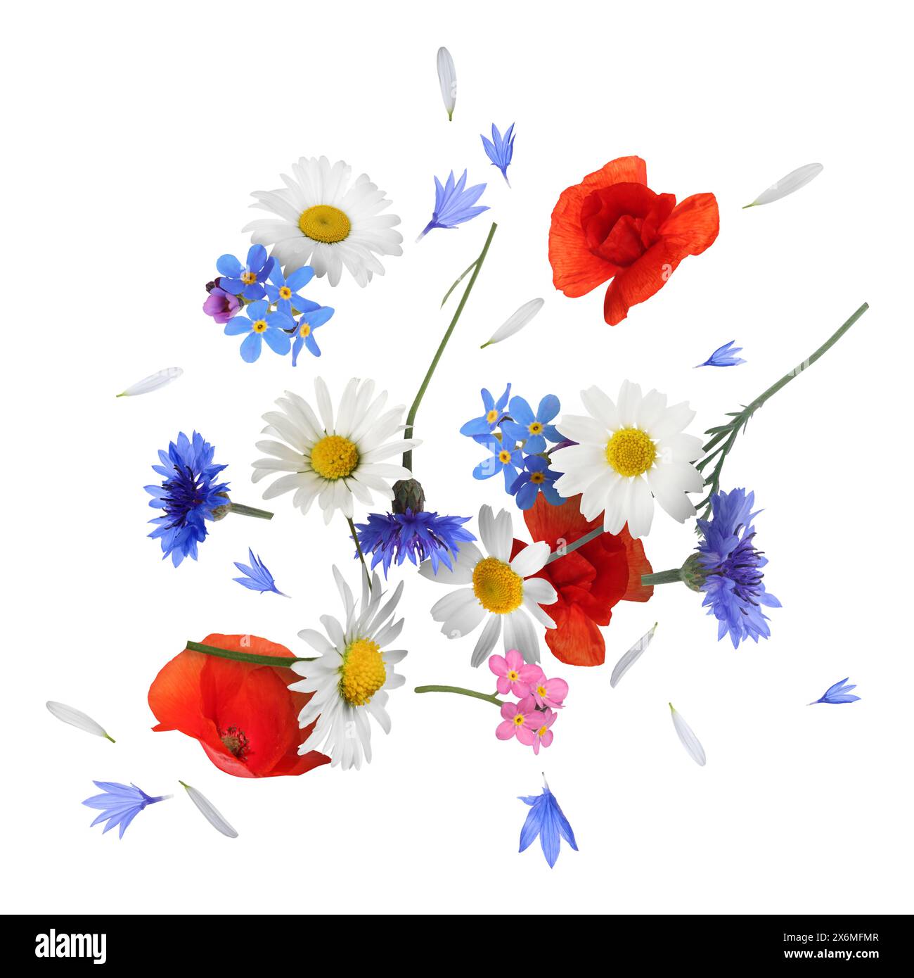 Beautiful meadow flowers falling on white background Stock Photo - Alamy