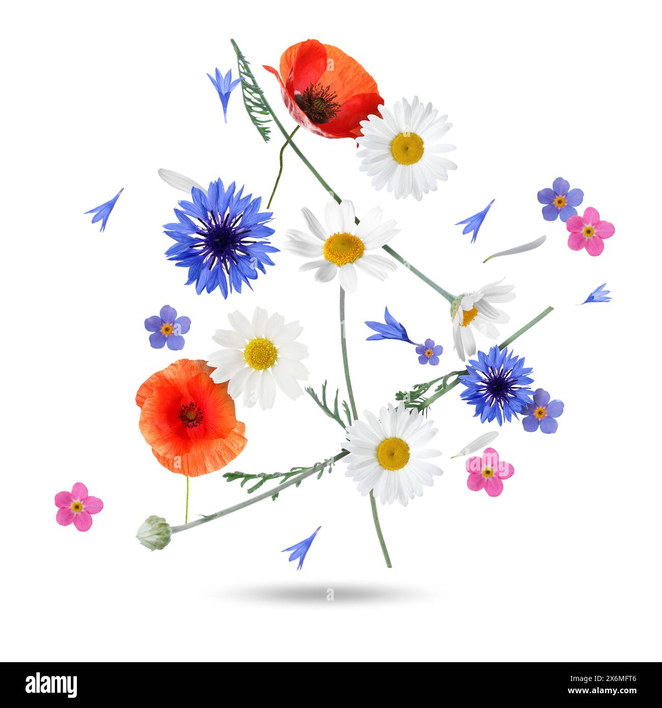 Beautiful meadow flowers falling on white background Stock Photo - Alamy