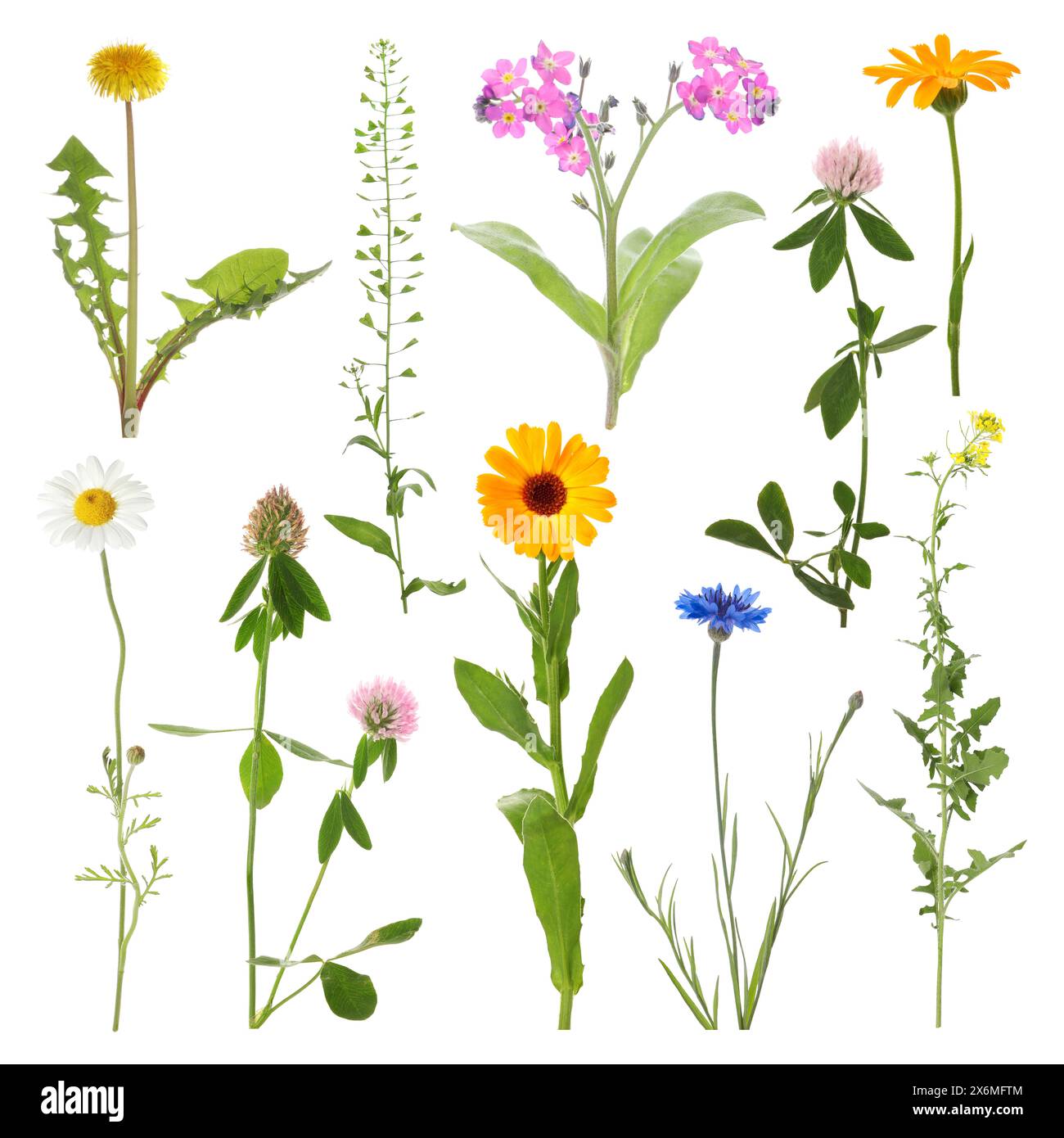Summer meadow clover flowers Cut Out Stock Images & Pictures - Alamy