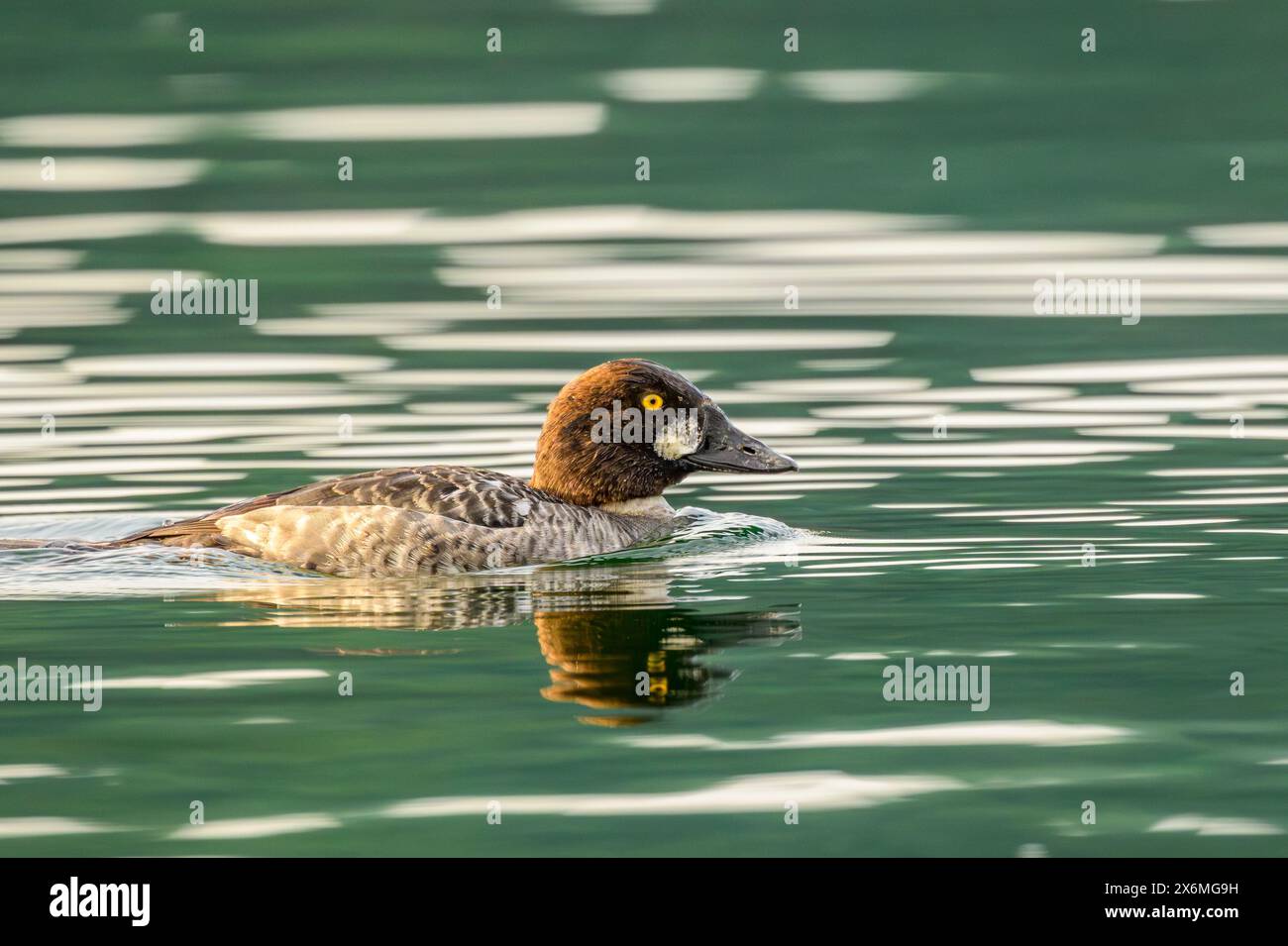 Female common goldeneye duck hi-res stock photography and images - Alamy