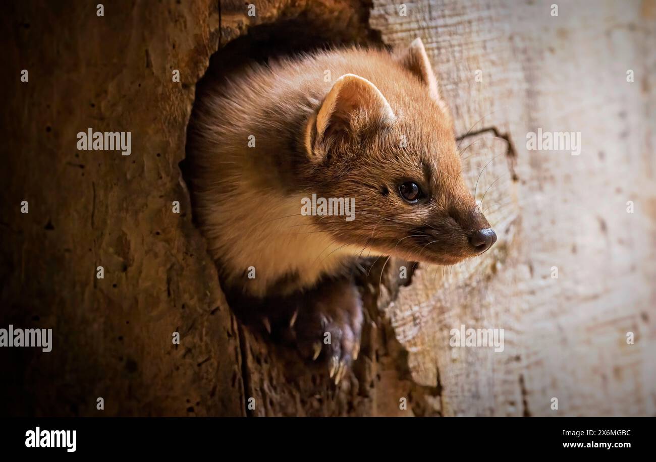 A pine marten in the Bavarian Forest National Park, Bavaria, Germany ...