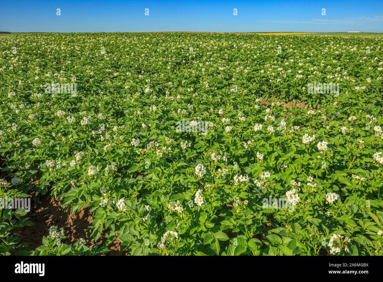 A large farm field of potato plants in bloom in southern Alberta Stock ...