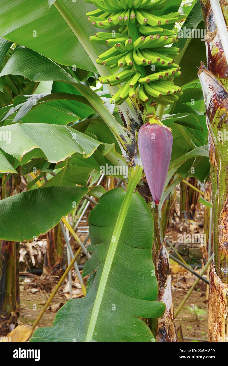 Madeira - Banana plantation in Madalena do Mar, flowering on the plant ...