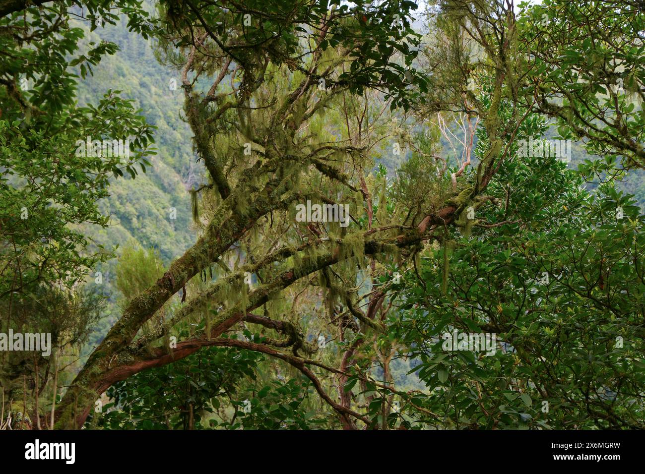 Madeira - Fairy Forest in Queimadas Park Stock Photo - Alamy