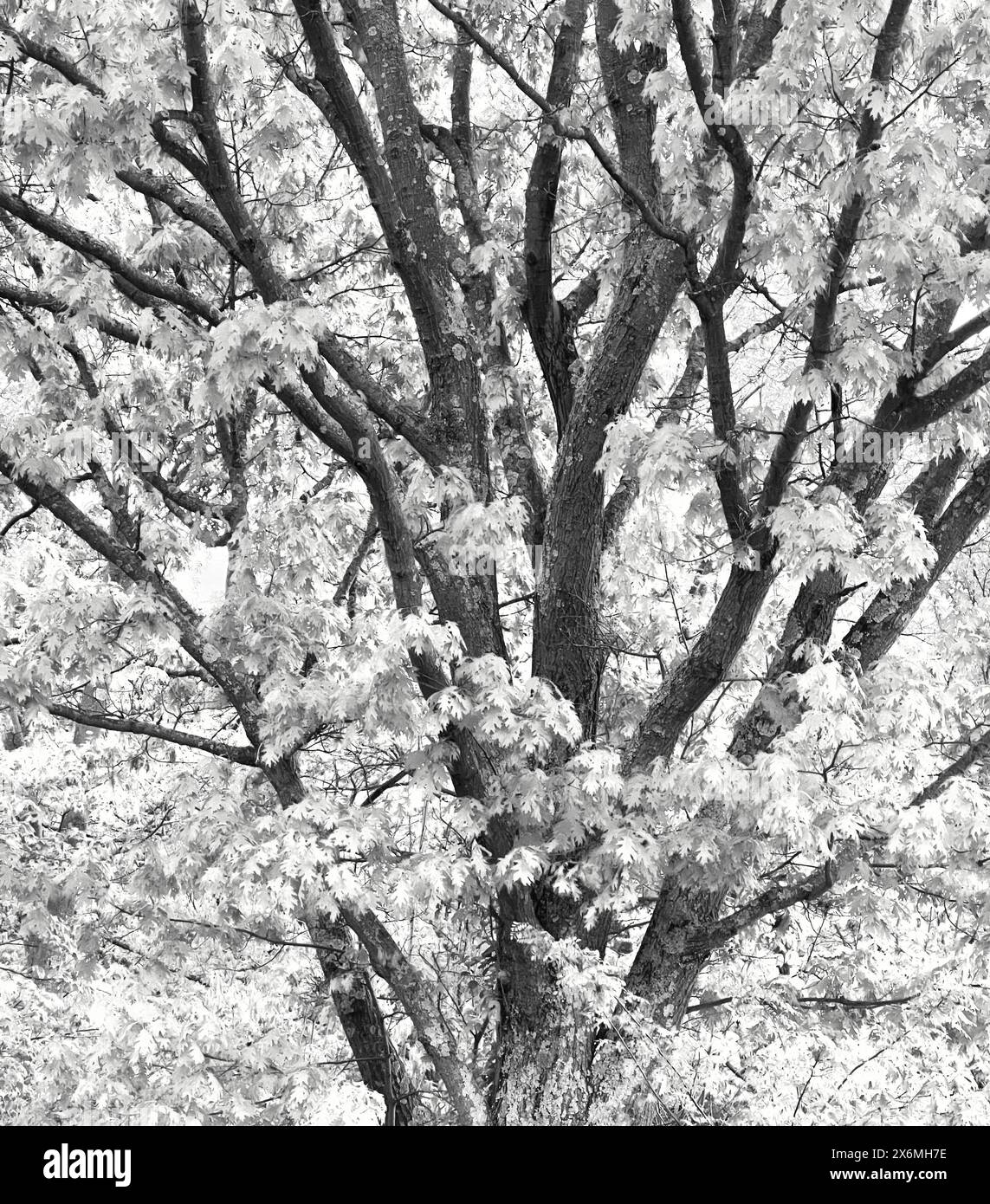 Beautiful Black And White Tree 6 Easy Ways To Achieve An Irresistibly