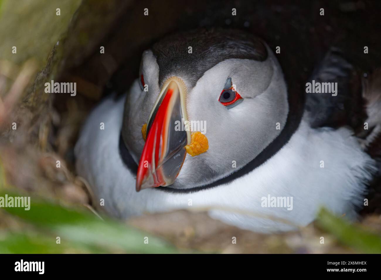 Great Britain, Scotland, Hebrides Island of Lunga, puffin in breeding ...