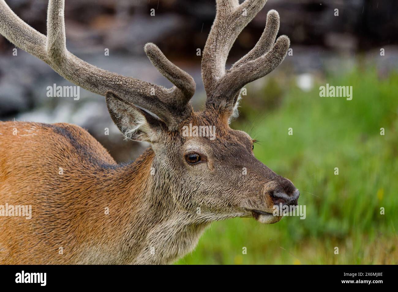 Great Britain, Scotland, West Highlands, Applecross Pass, a herd of ...