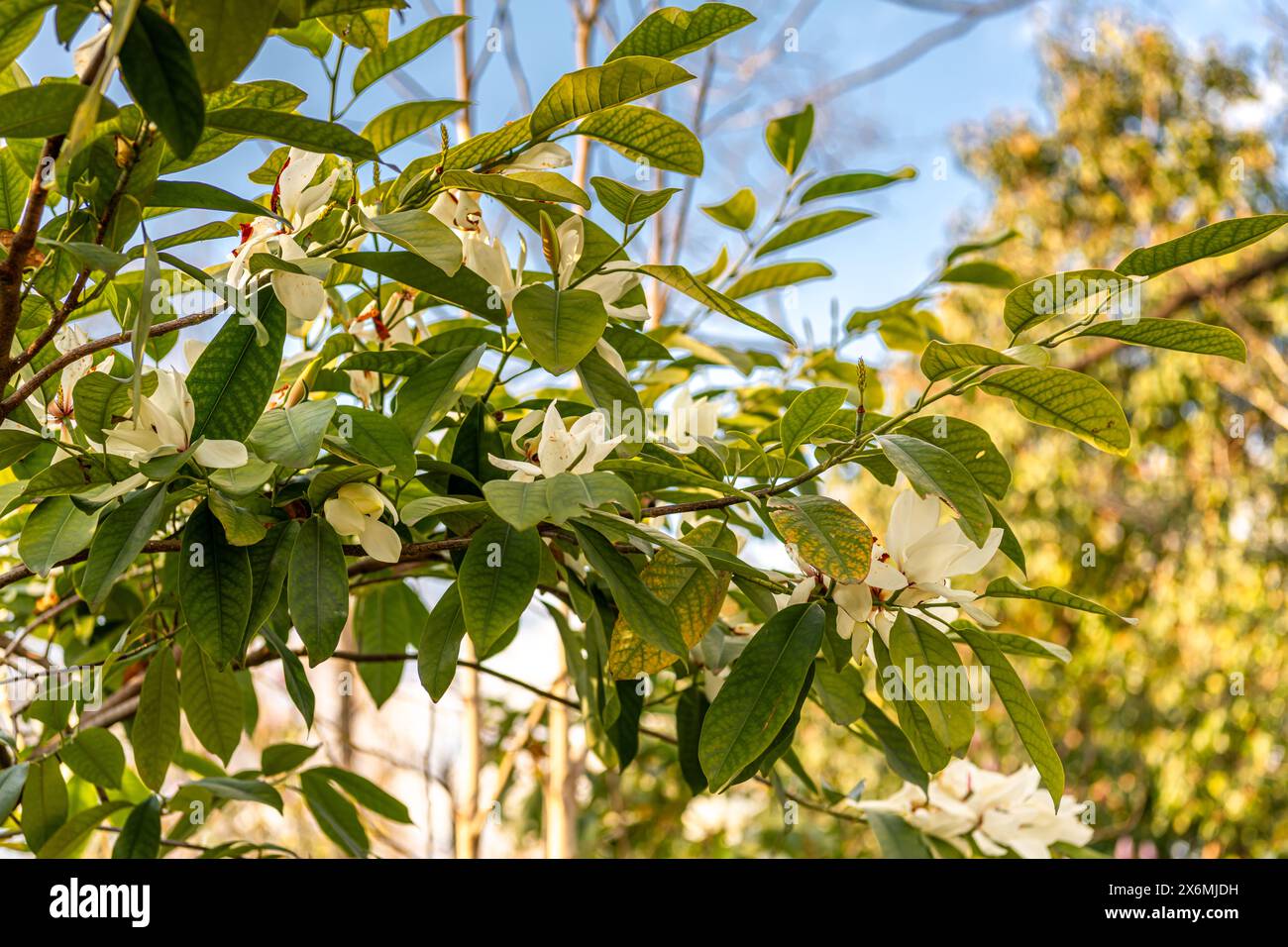 Flowers in Kunming city, China. Walk in the park Stock Photo - Alamy