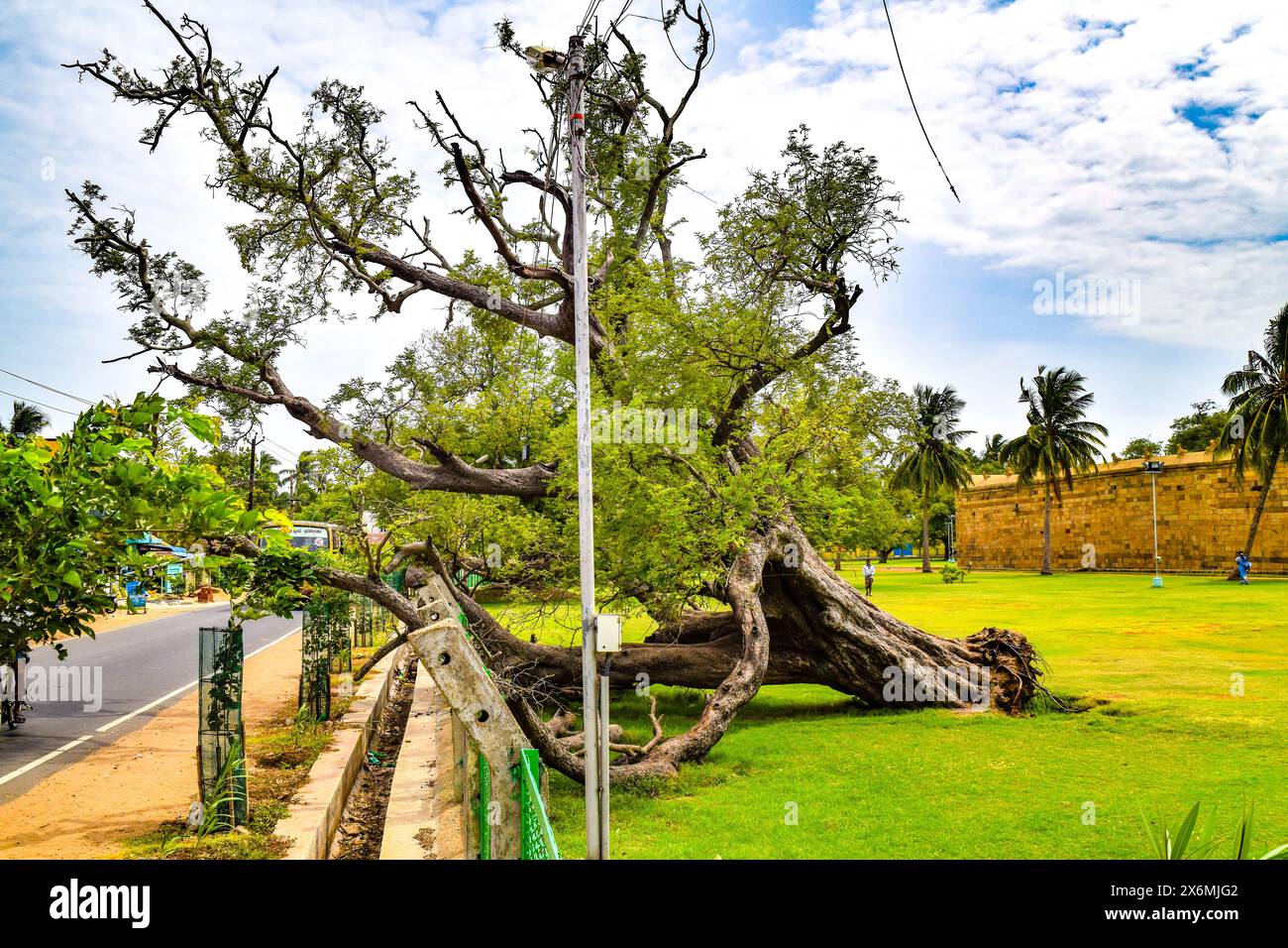 Large tree that has fallen in a grassy field Stock Photo - Alamy