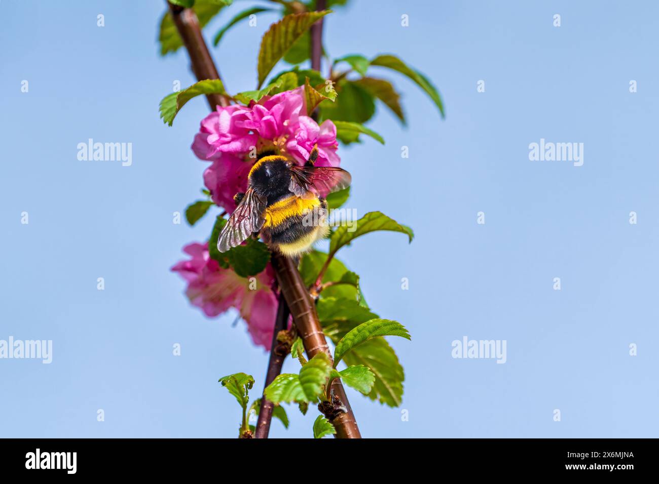 Busy bumblebee in spring, Bavaria, Germany Stock Photo - Alamy