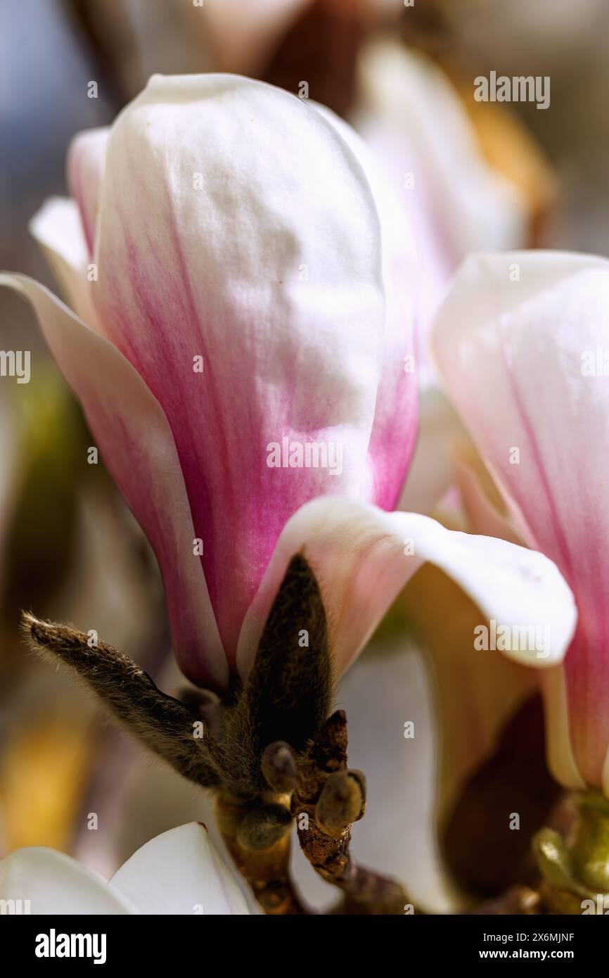 Photograph of magnolia flower hi-res stock photography and images - Alamy
