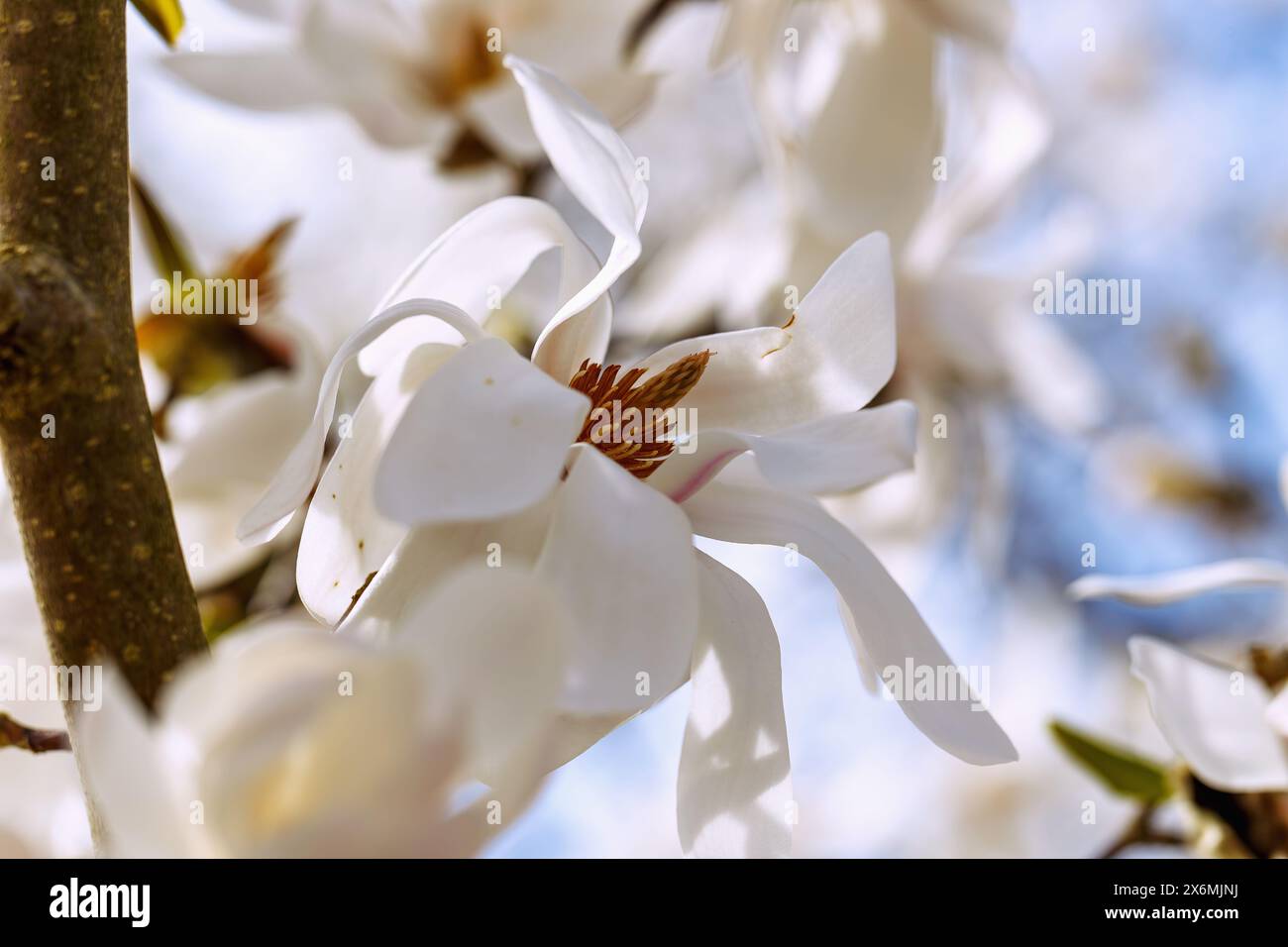 Flower of the Löbner Magnolia (Löbner's Magnolia, Magnolia × loebneri ...