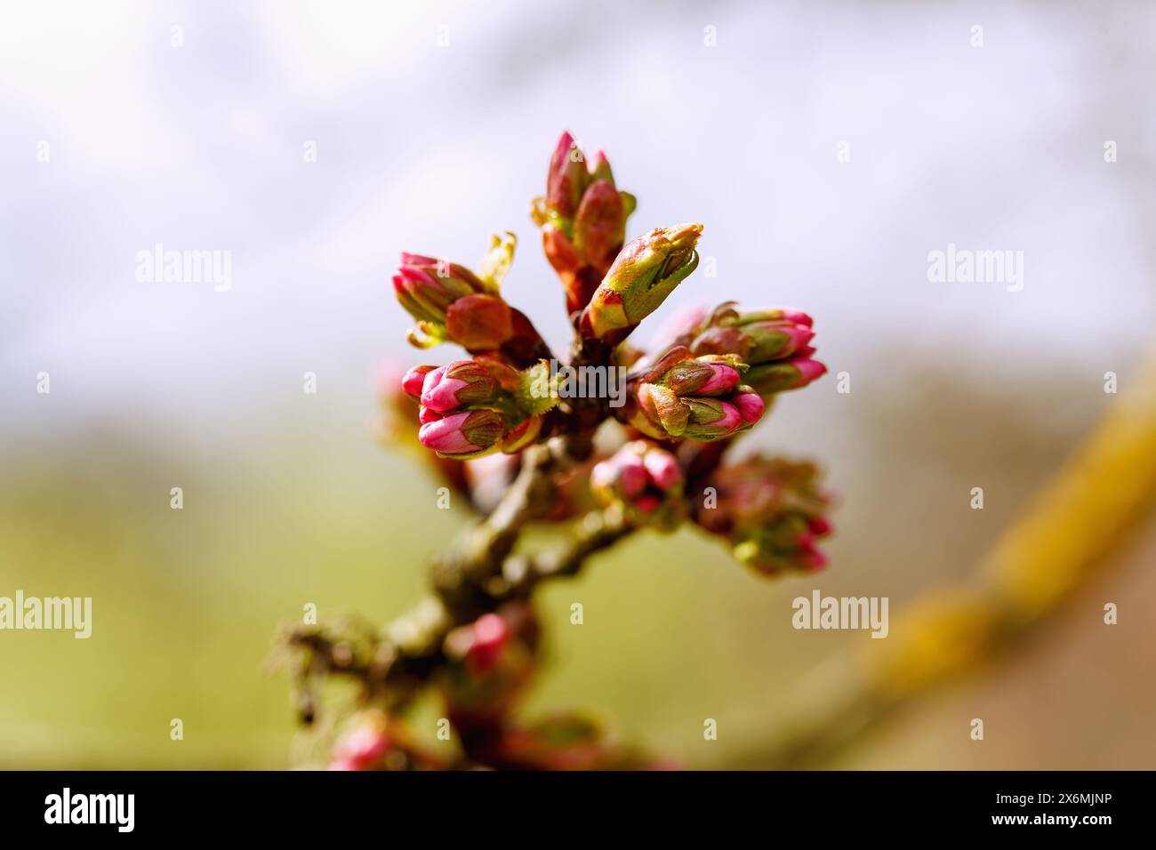 Flower buds of the Japanese May cherry (Prunus subhirtella x yedoensis ...