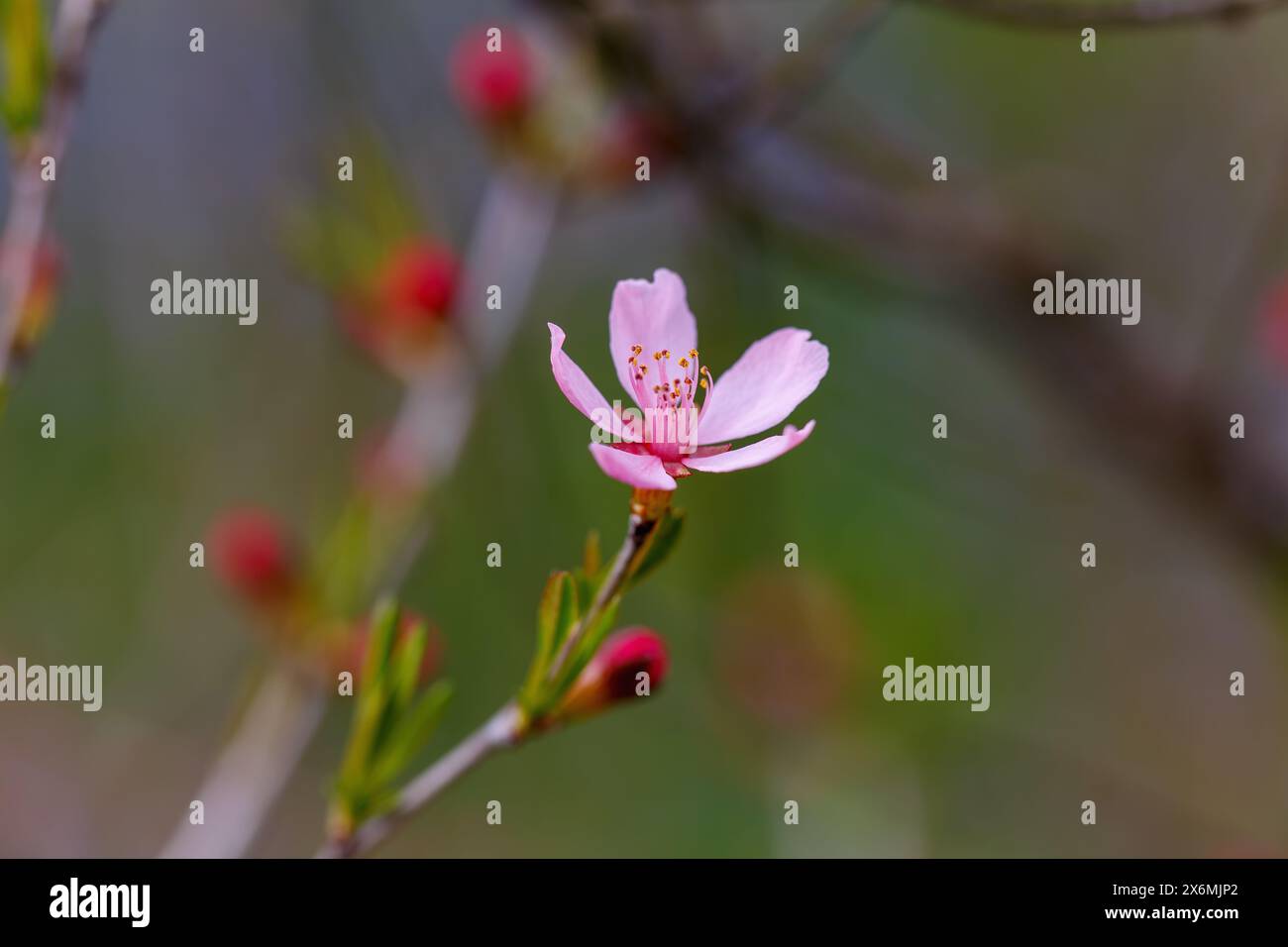 Blossom of the narrow-leaved plum (Prunus angustifolia Marshall Stock ...