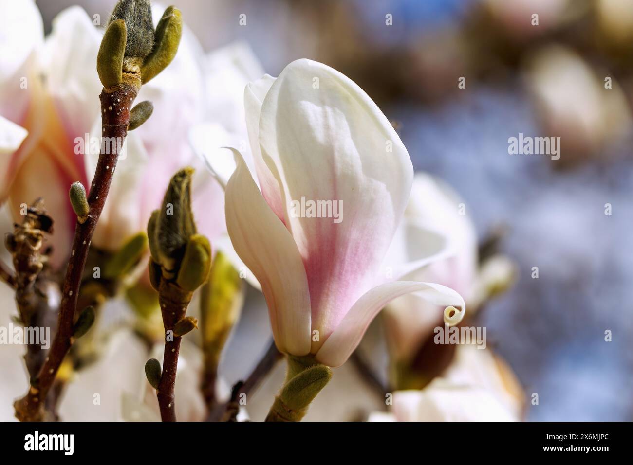 half-open flowers of the Yulan magnolia (Magnolia denudata Stock Photo ...