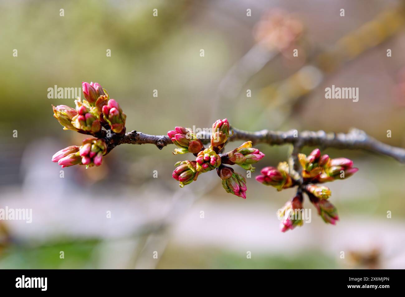Flower buds of the Japanese May cherry (Prunus subhirtella x yedoensis ...