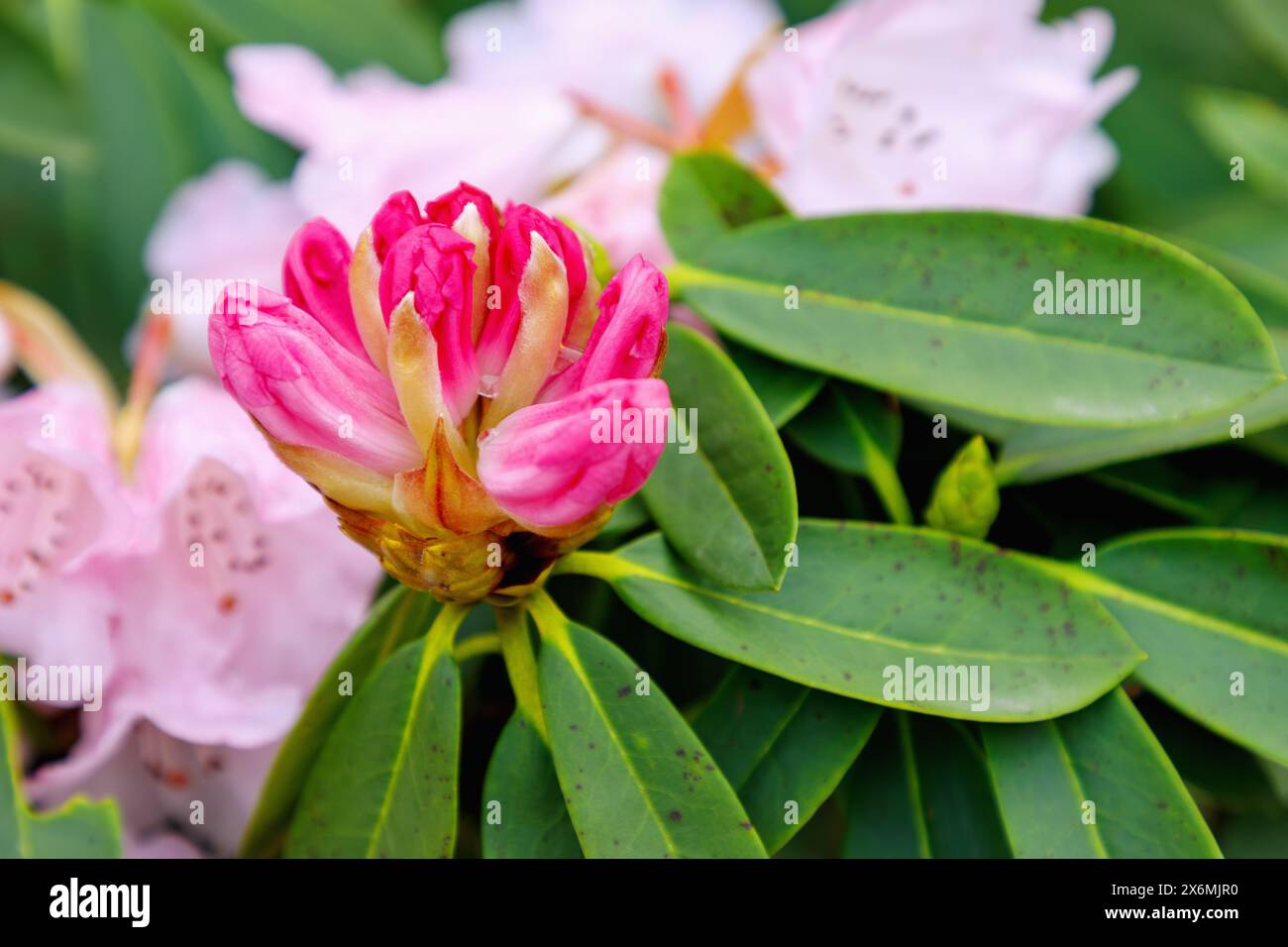flowering Sutschou rhododendron (Rhododendron sutchuenense franch ...