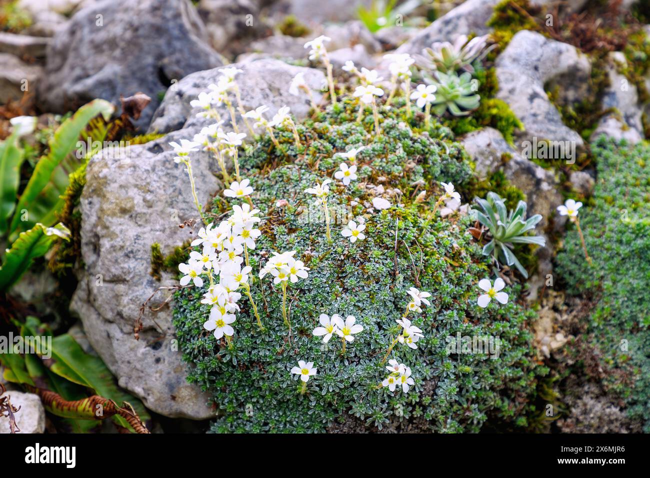 flowering spring saxifrage (Saxifraga marginata var. rocheliana) in the ...