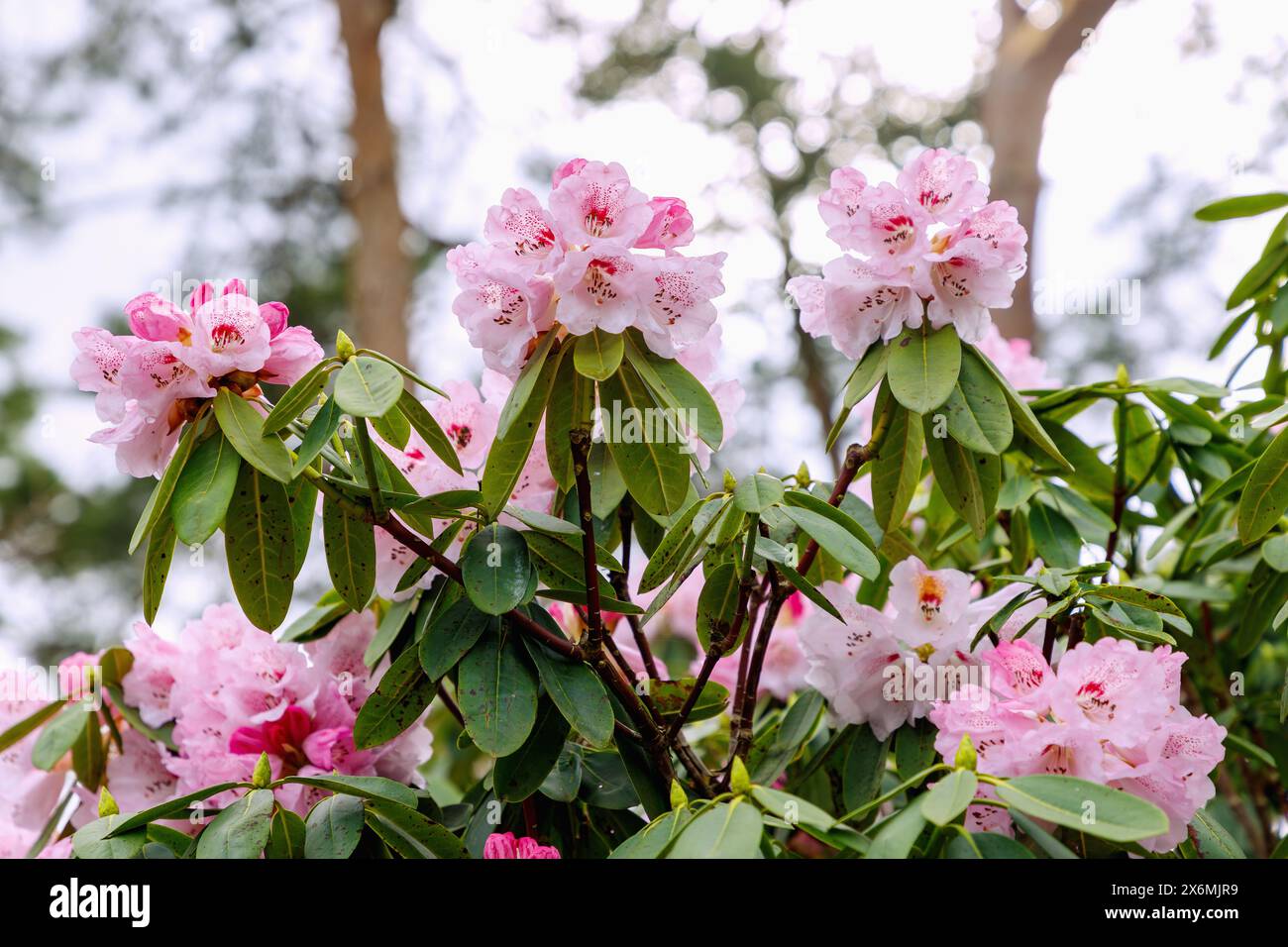 flowering Sutschou rhododendron (Rhododendron sutchuenense franch Stock ...