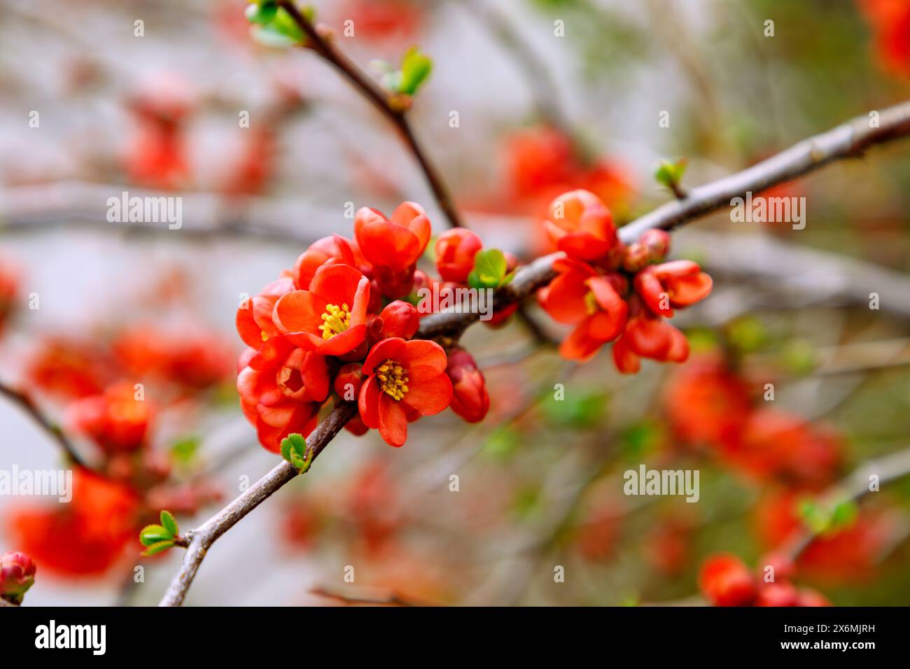 flowering Japanese quince (Chaenomeles japonica, low false quince ...