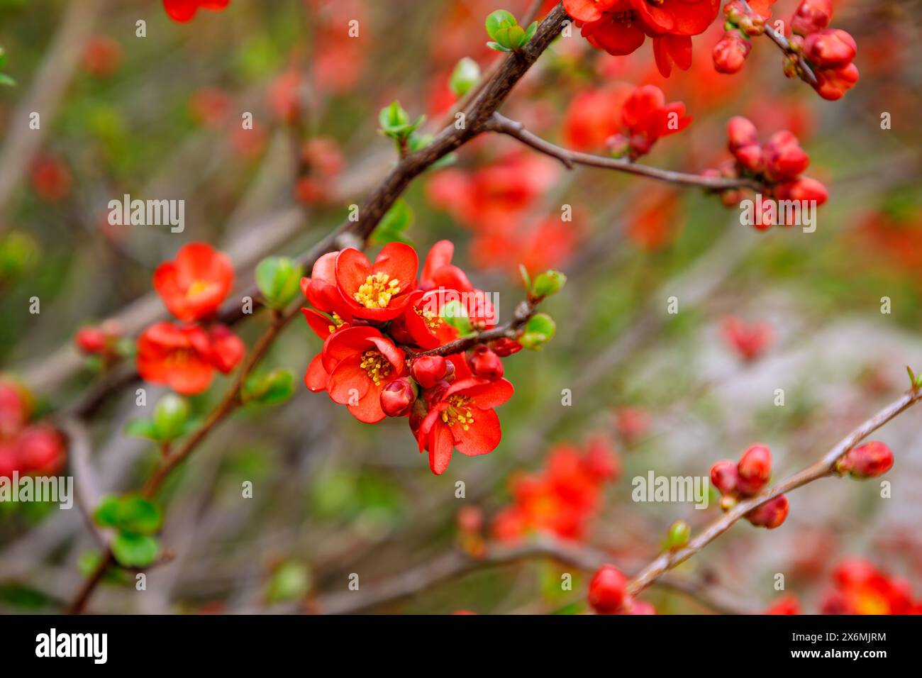 flowering Japanese quince (Chaenomeles japonica, low false quince ...