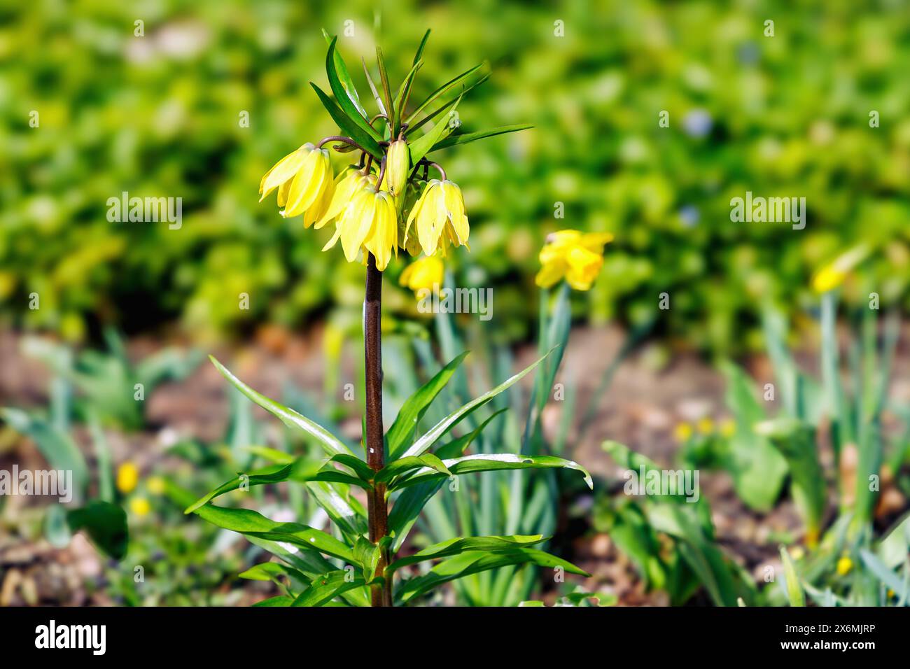 flowering Crown Imperial Helena (Fritaillaria imperialis Helena, Crown ...