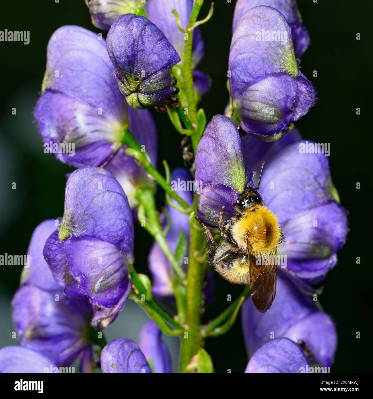 Monkshood flower hi-res stock photography and images - Alamy