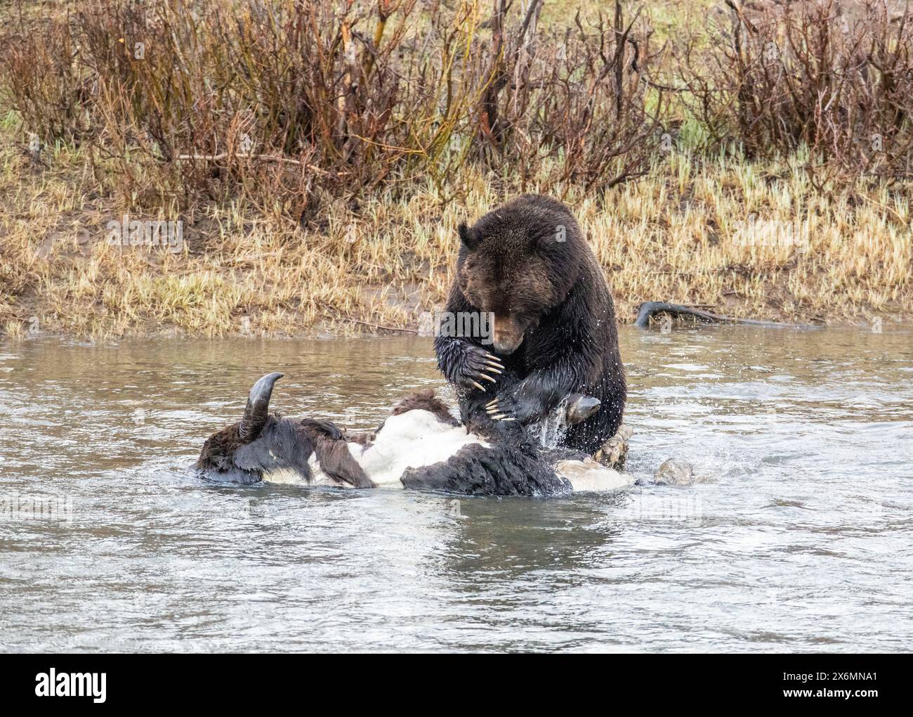 Yellowstone National Park, United States of America. 15 May, 2020. A ...