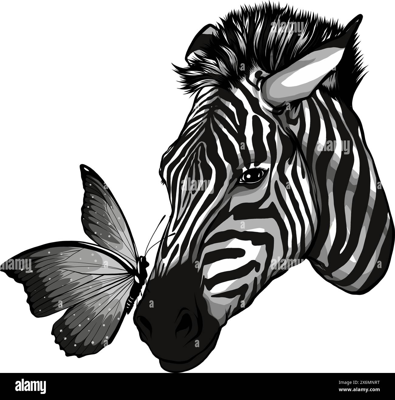 Zebra butterfly Stock Vector Images - Alamy