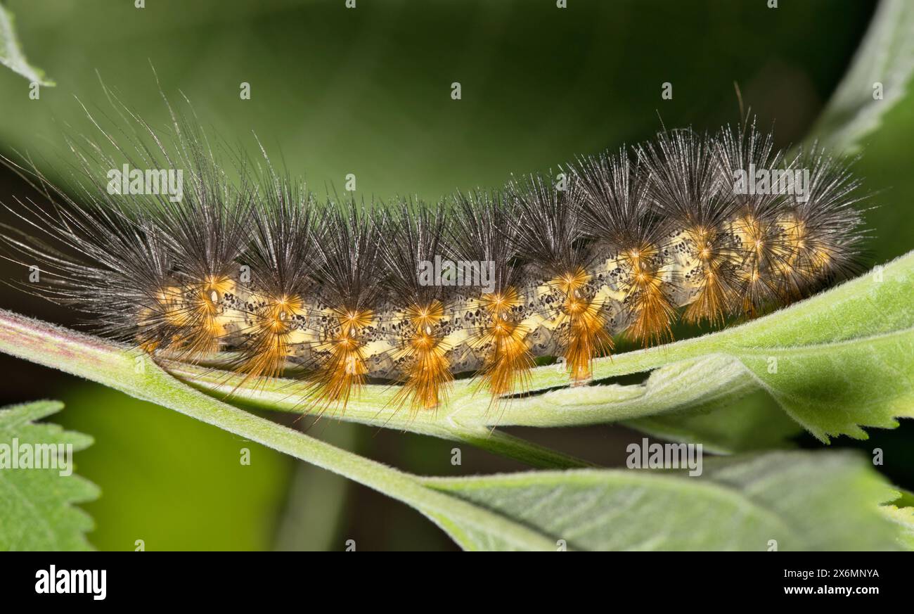 Salt marsh moth caterpillar (Estigmene acrea) insect on plant fuzzy ...