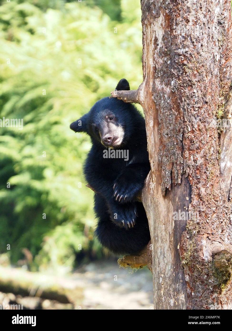 A young black bear cub on a tree limb at Anan Creek in the Tongass ...
