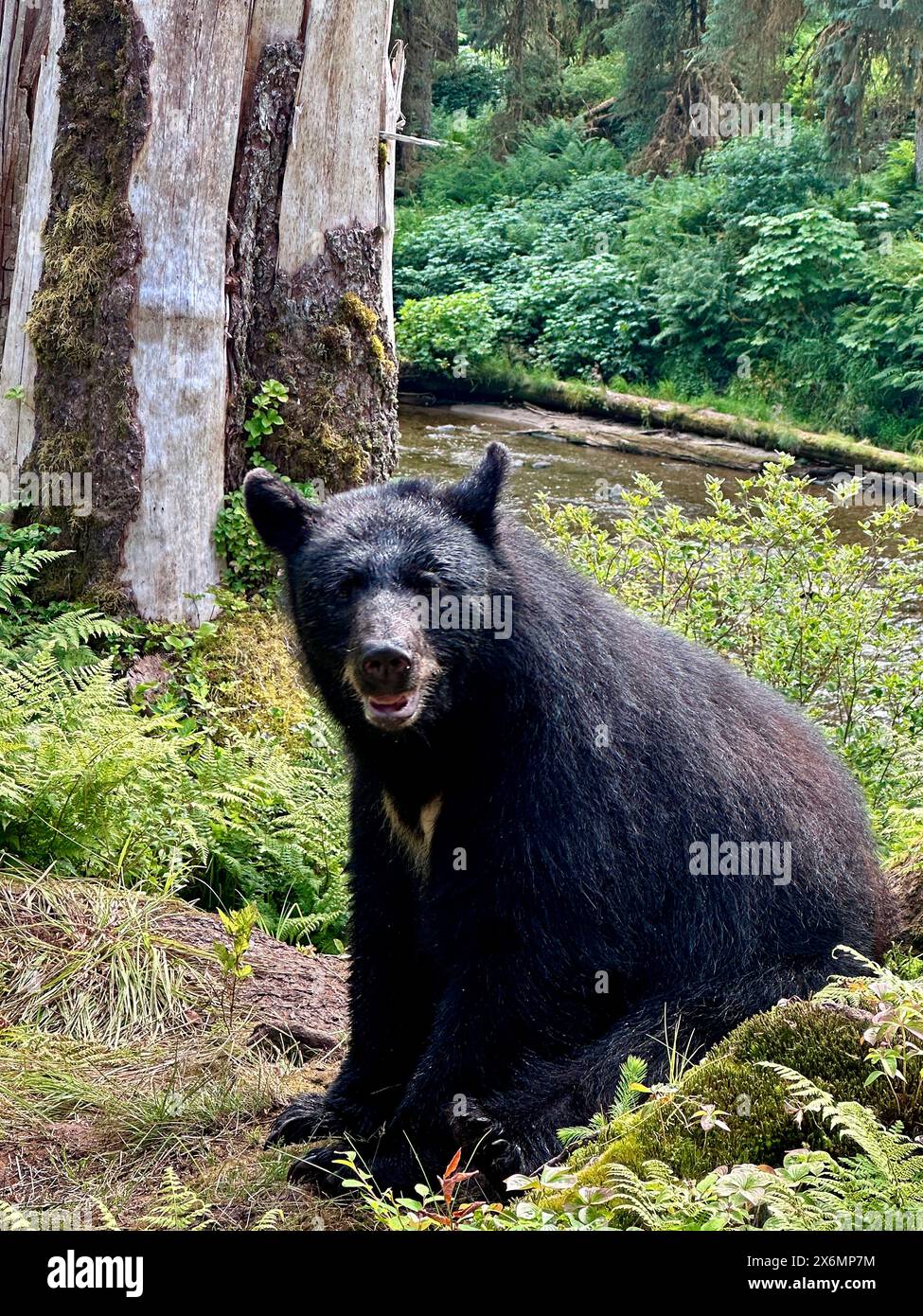 An adult black bear sits in the temperate rain forest at Anan Creek in ...