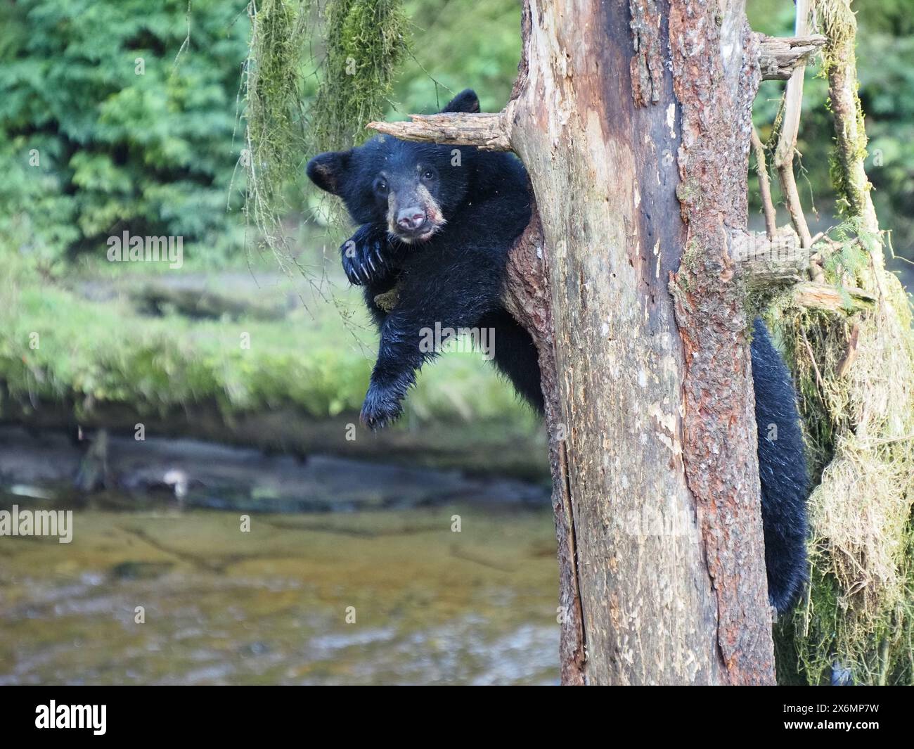 A young adult black bear rests on a tree limb at Anan Creek in the ...