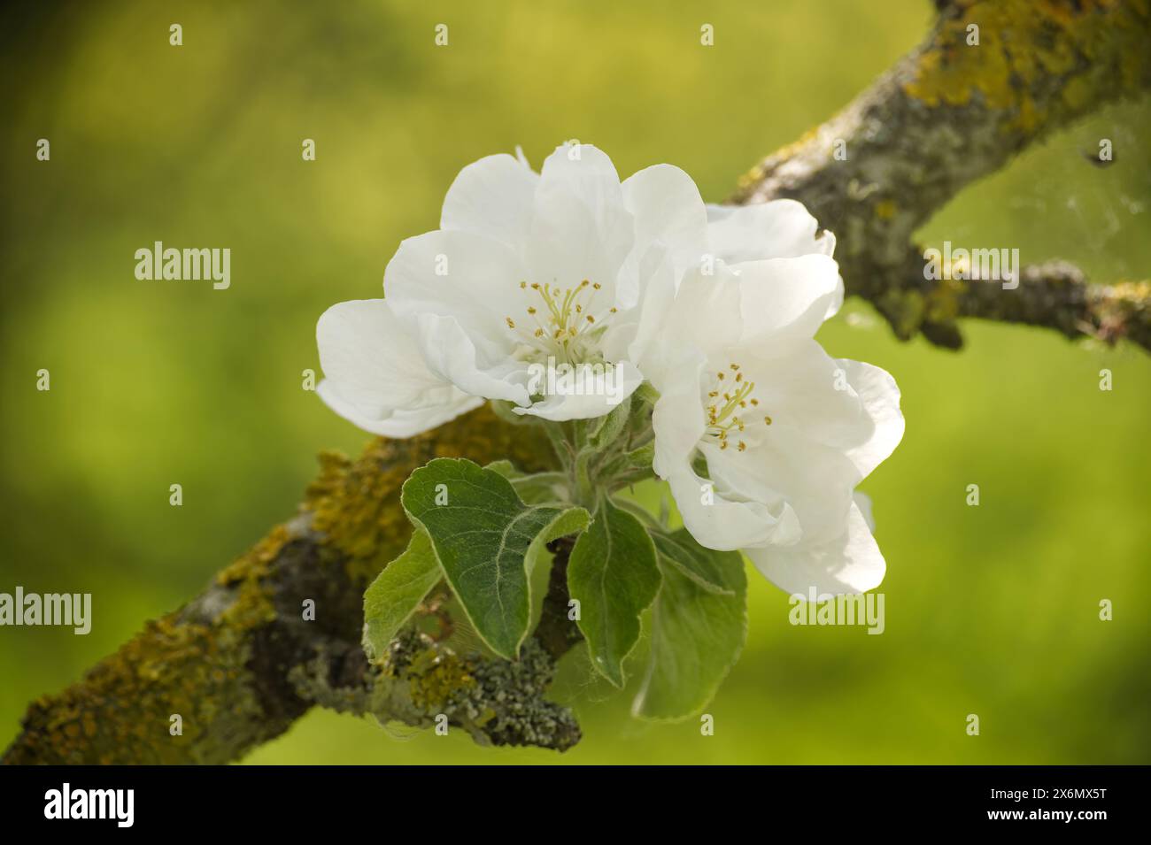 Cluster of white apple tree blossoms with delicate petals in various ...