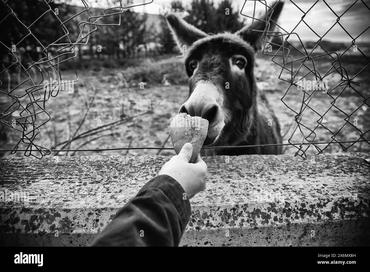 Mule face detail hi-res stock photography and images - Alamy