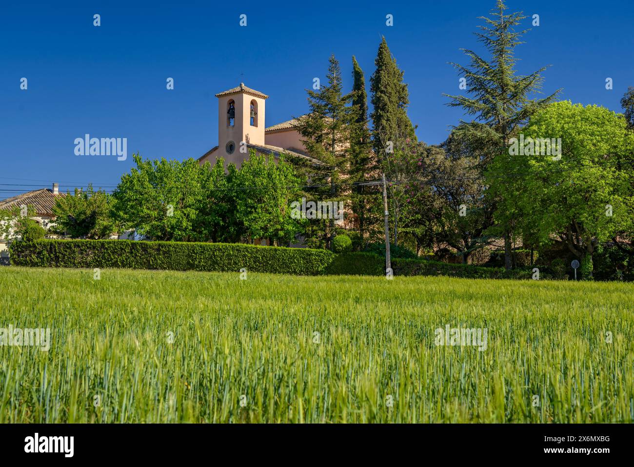 Xiprer cupressus sempe hi-res stock photography and images - Alamy