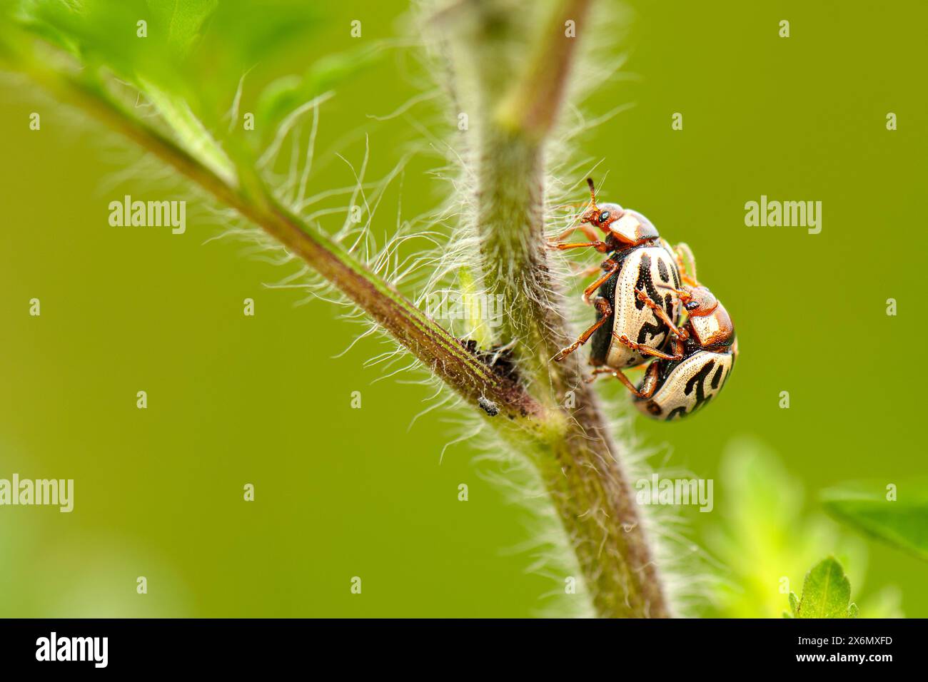 Calligrapha is a genus of large American Chrysomelinae of imprecise taxonomic boundaries. Most ...