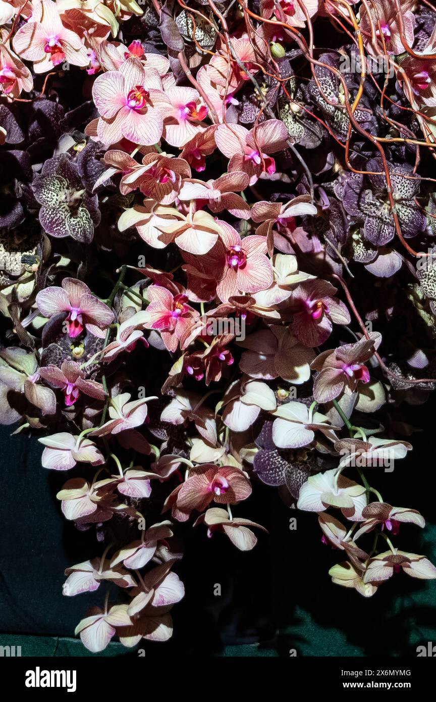 Flower arrangement of rare varieties of orchids. High quality photo ...