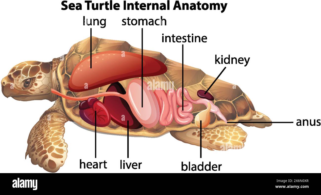 Detailed illustration of sea turtle internal organs Stock Vector Image ... Detailed illustration of sea turtle internal organs Stock Vector Image ...