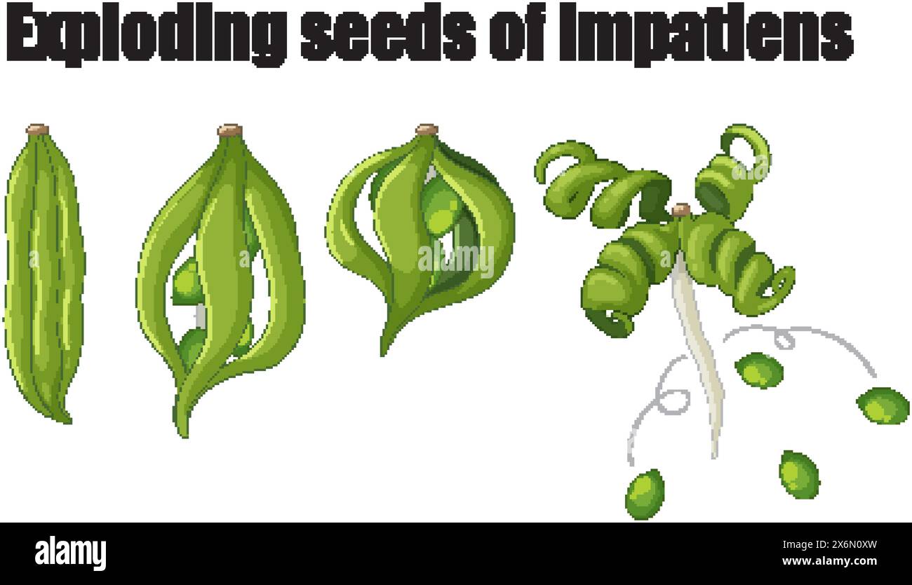 Illustration of Impatiens seeds dispersing Stock Vector Image & Art - Alamy