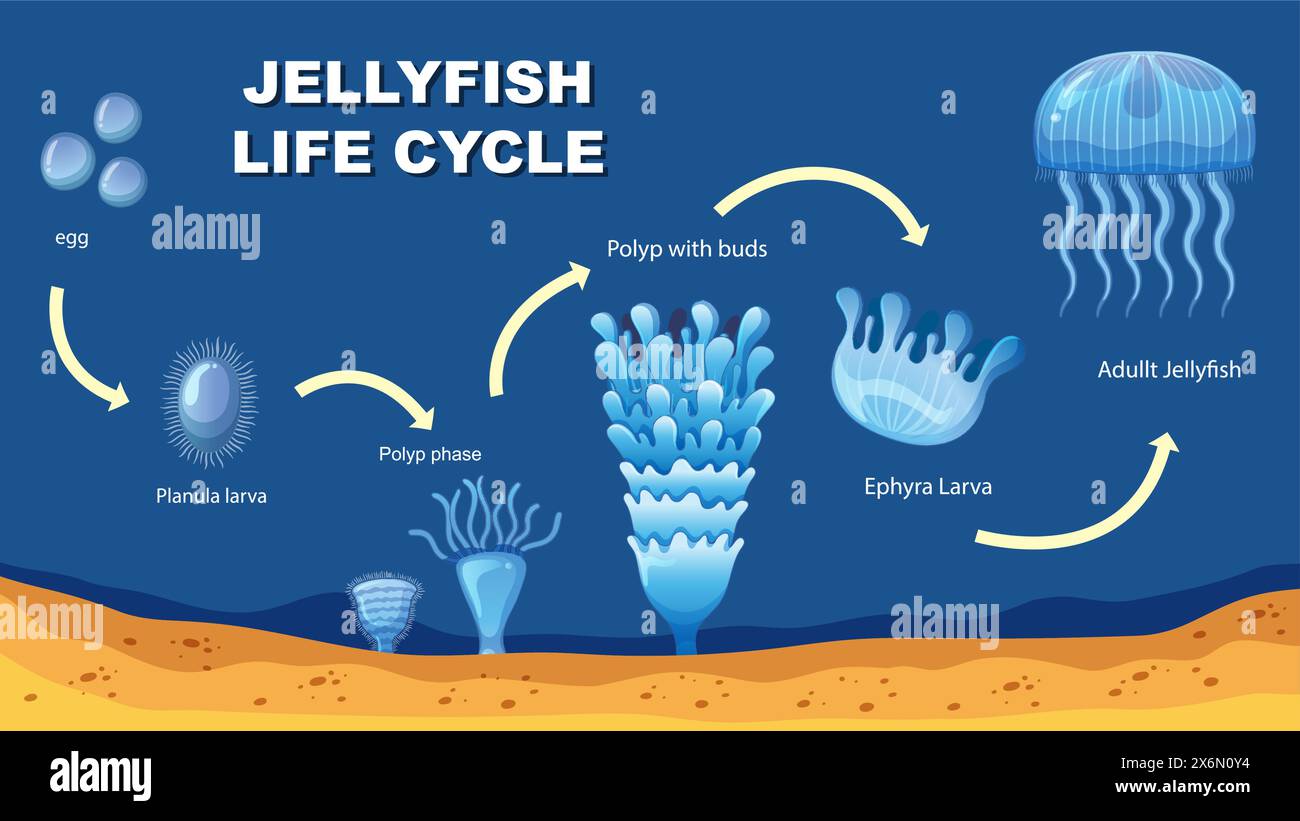 Jellyfish life cycle Stock Vector Images - Alamy