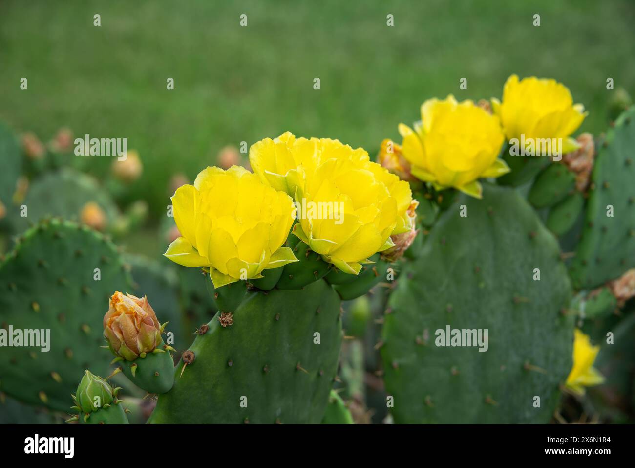 Beautiful yellow blossoms of Prickly Pear Cactus flower (Opuntia ...