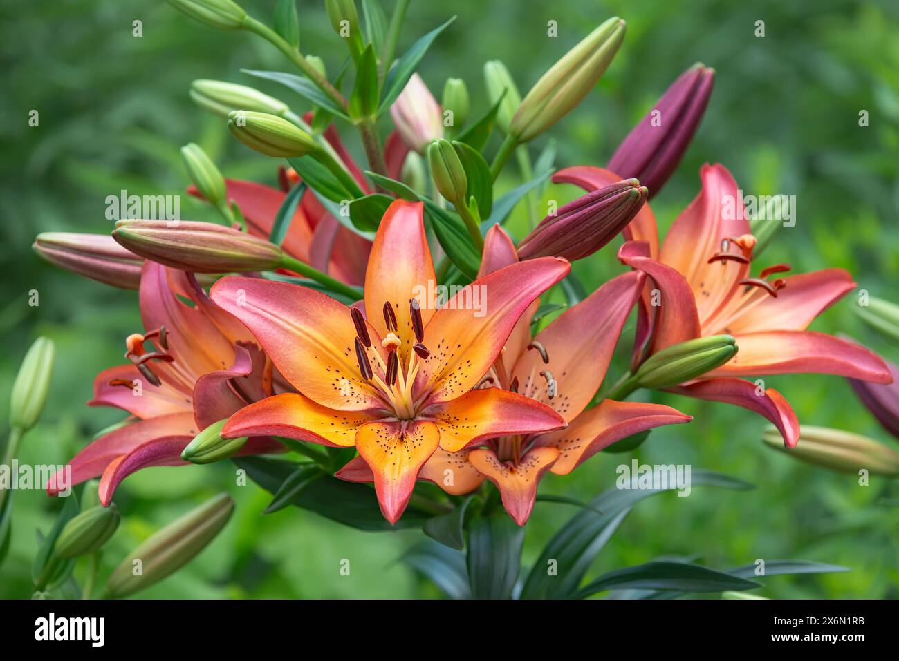 Tiger lily flower hi-res stock photography and images - Alamy