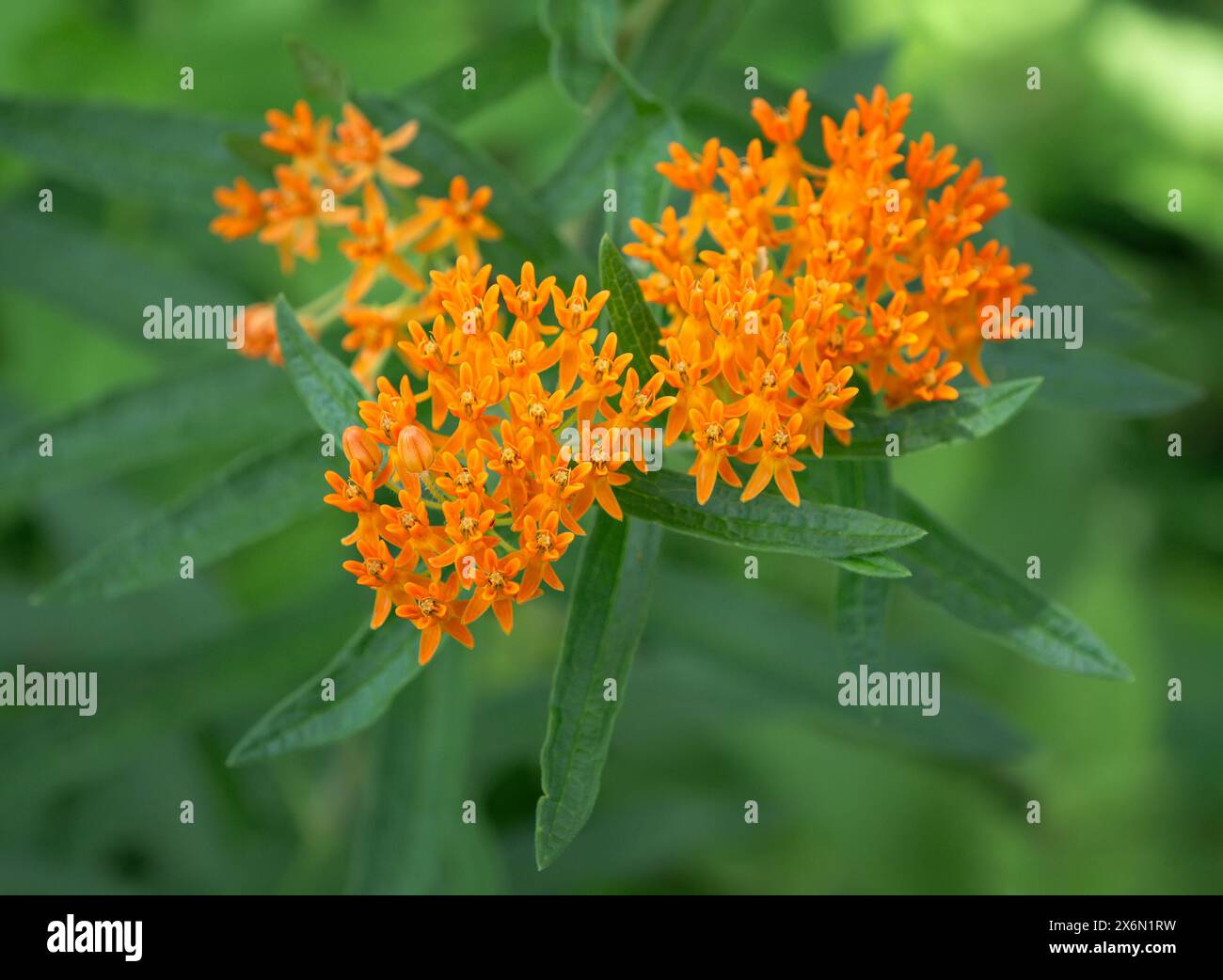 Butterfly weed (Asclepias tuberosa) blooming in the garden. It is a ...