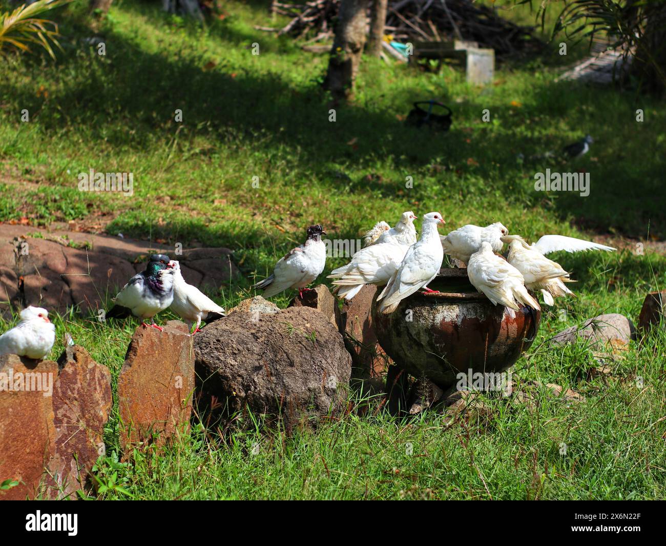 White dove in garden hi-res stock photography and images - Alamy