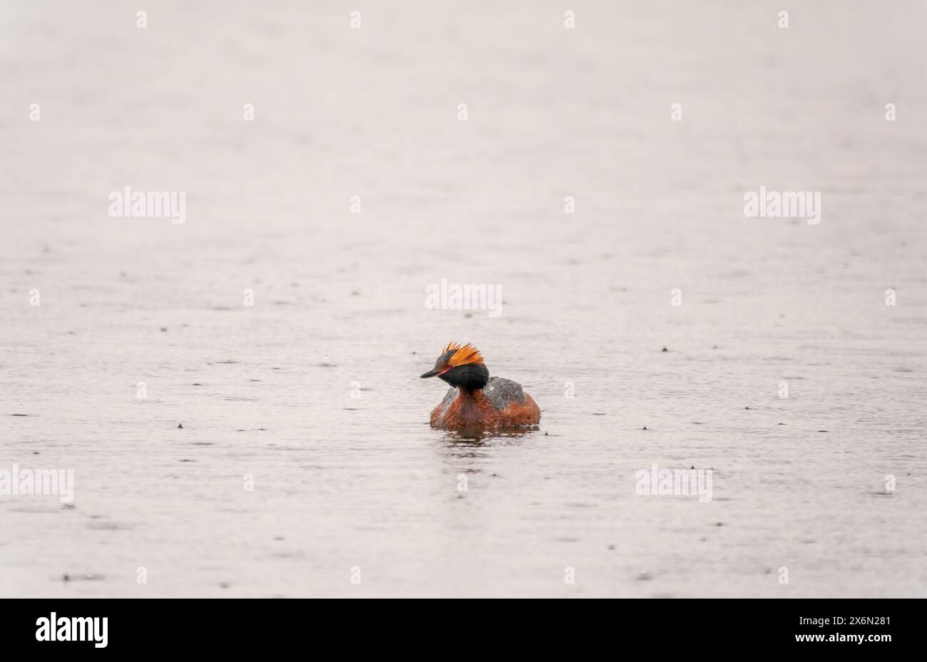 Colorful small grebe, the horned grebe (Podiceps auritus) also known as ...