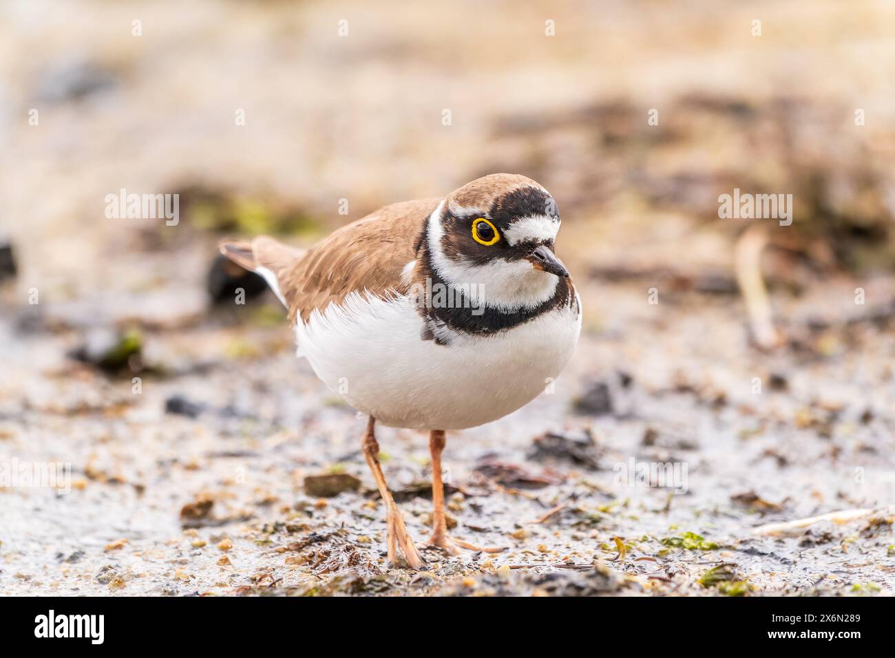Little ringed plover in natural habitat. Portrait of Little ringed ...
